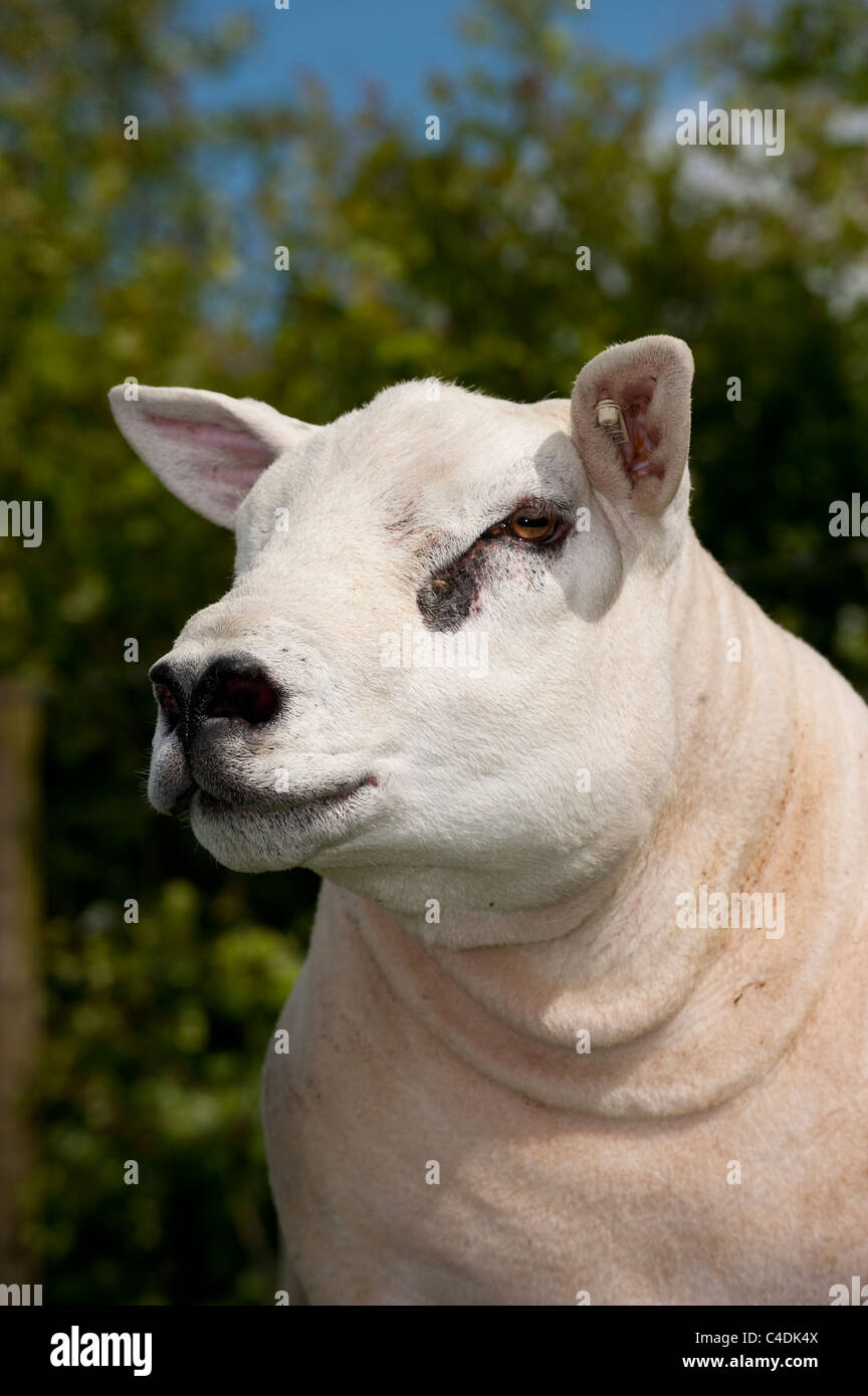 Texel Ram Stock Photos & Texel Ram Stock Images - Alamy