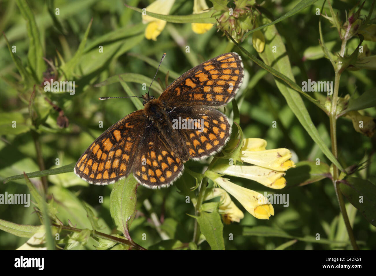 heath fritillary - a rare British butterfly Stock Photo - Alamy