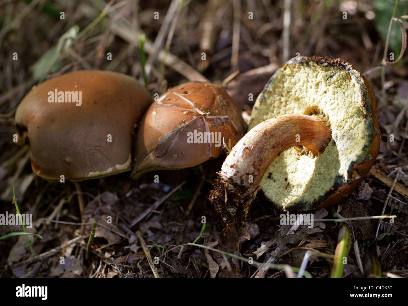 Bay Bolete, Imleria badia (Boletus badius), Boletaceae Stock Photo - Alamy