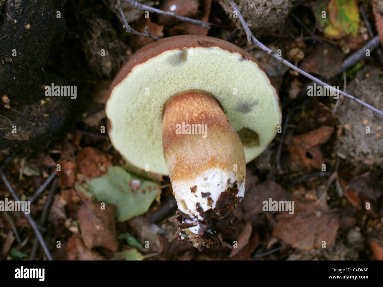 Bay Bolete, Imleria badia (Boletus badius), Boletaceae Stock Photo - Alamy