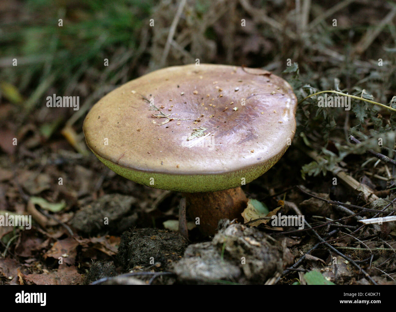 Boletes Uk High Resolution Stock Photography and Images - Alamy