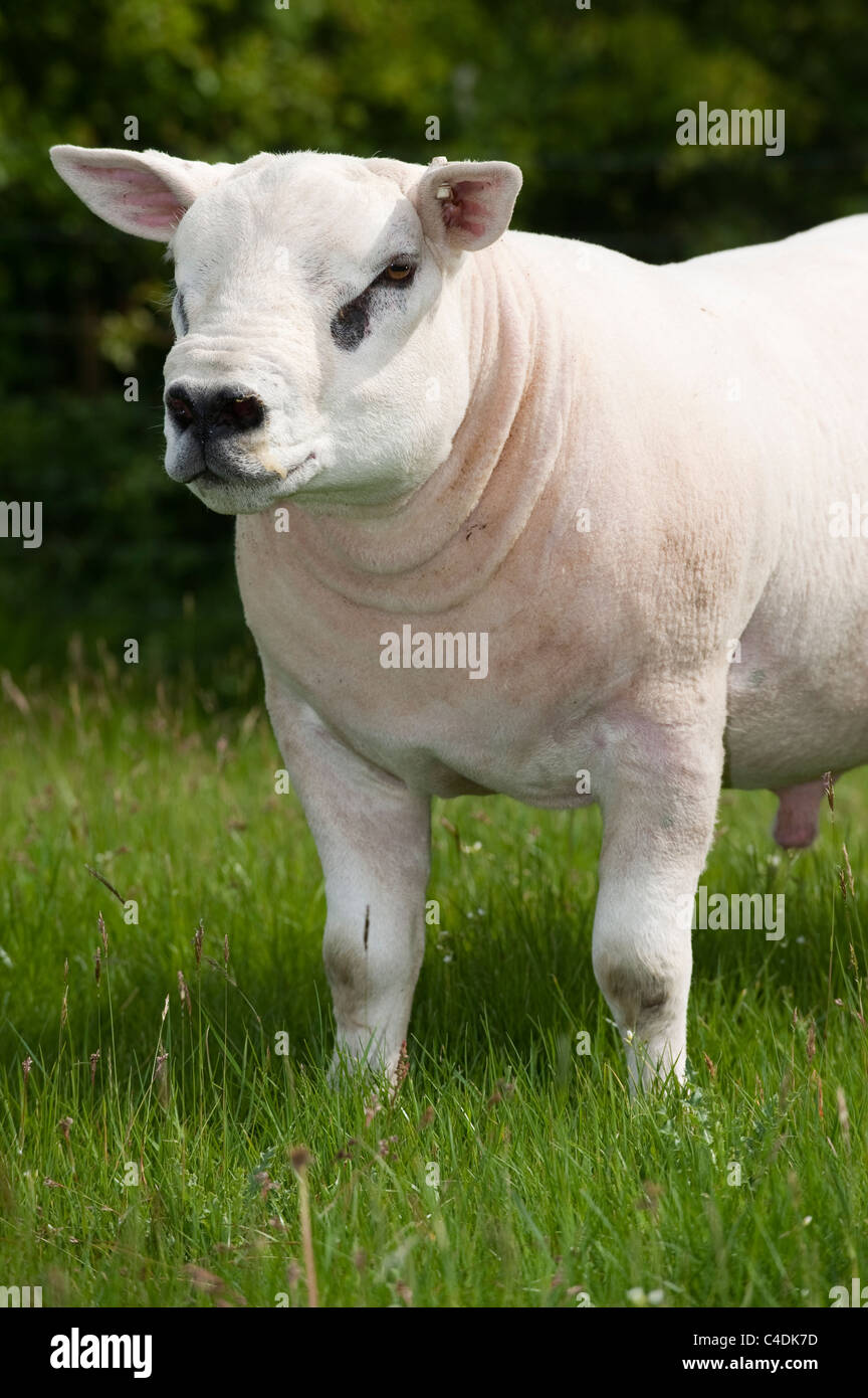 Texel tup hi-res stock photography and images - Alamy