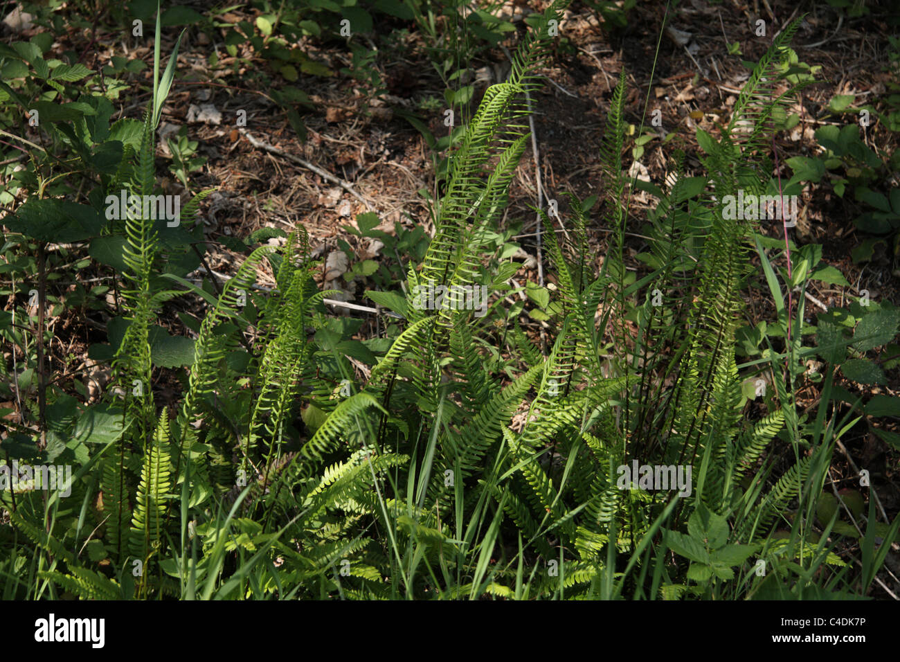 Hard fern, Blechnum spicant Stock Photo - Alamy