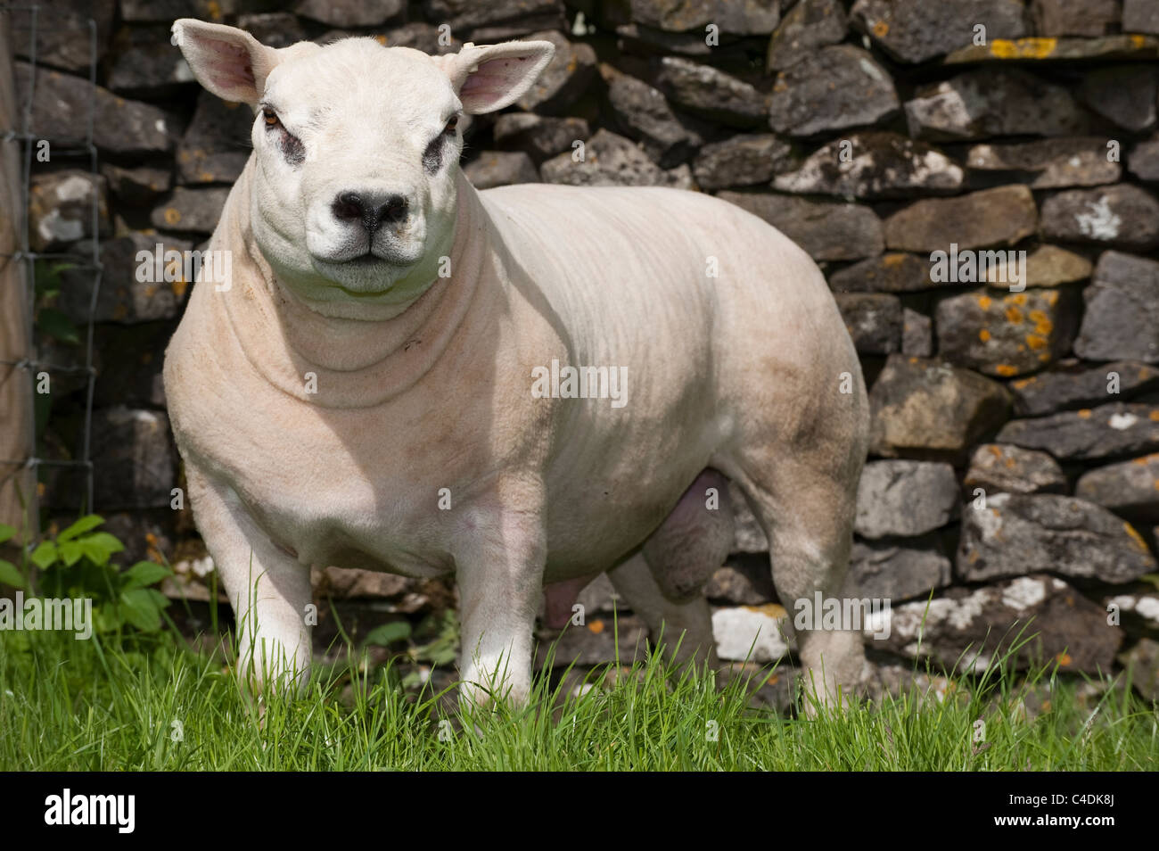 Newly clipped pedigree Texel ram in pasture Stock Photo - Alamy