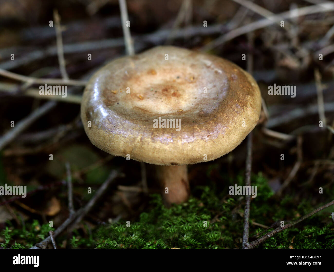 Brown Roll-rim Fungus, Paxillus involutus, Paxillaceae, Boletales ...