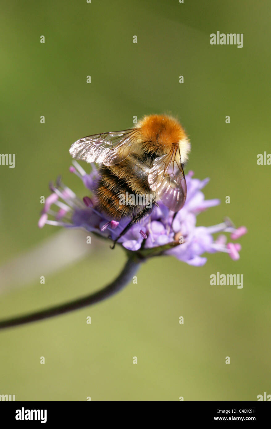 Common Carder Bumblebee, Bombus pascuorum, Apidae, Apoidea, Apocrita ...
