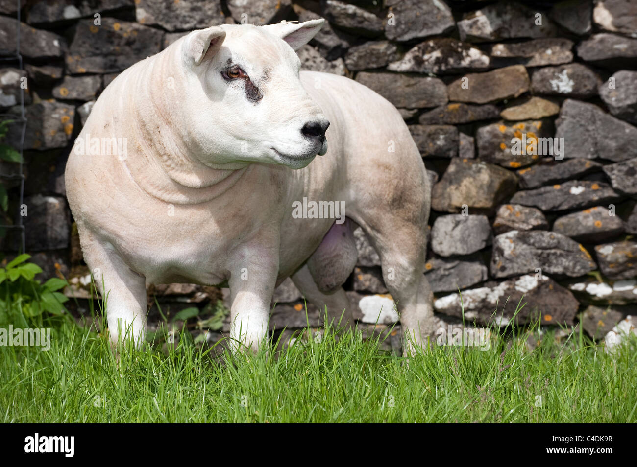 Newly clipped pedigree Texel ram in pasture Stock Photo - Alamy