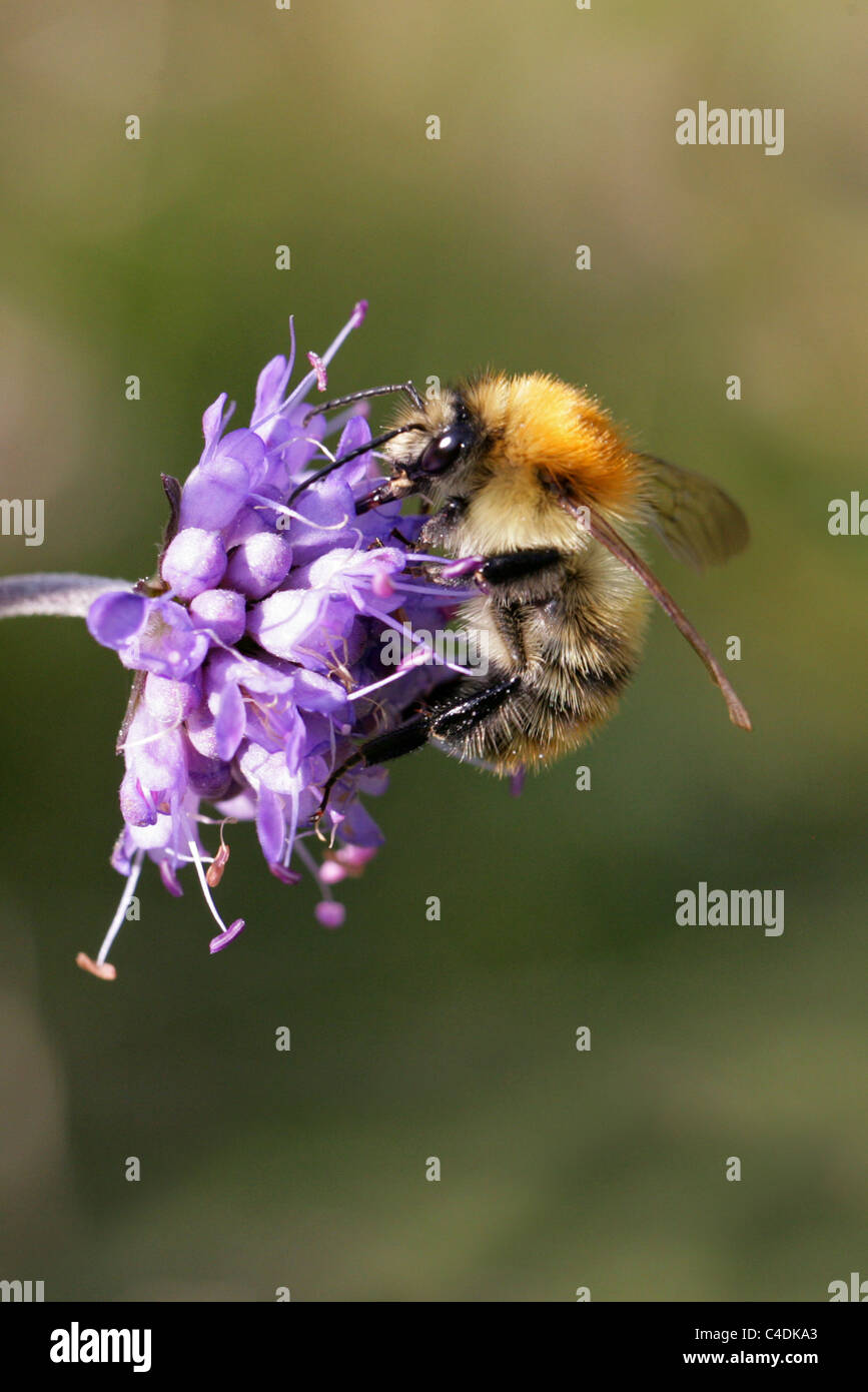 Common Carder Bumblebee, Bombus pascuorum, Apidae, Apoidea, Apocrita ...