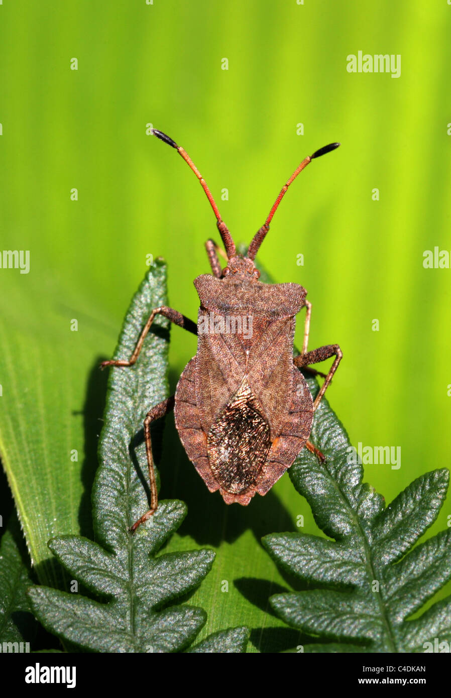 Dock Bug, Coreus marginatus, Coreidae, Heteroptera, Hemiptera. Adult ...