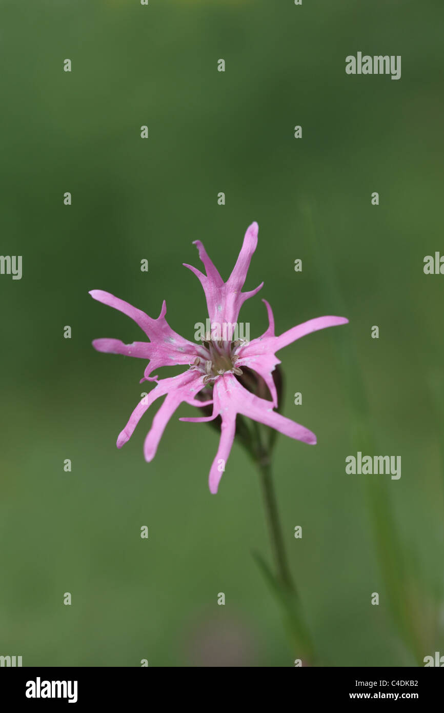 Single ragged robin flower, Lychnis flos-cuculi Stock Photo - Alamy