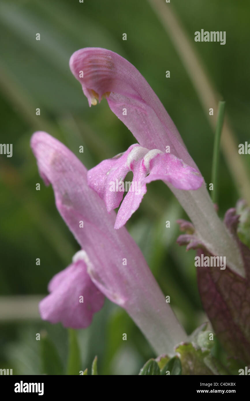 Marsh Lousewort High Resolution Stock Photography and Images - Alamy