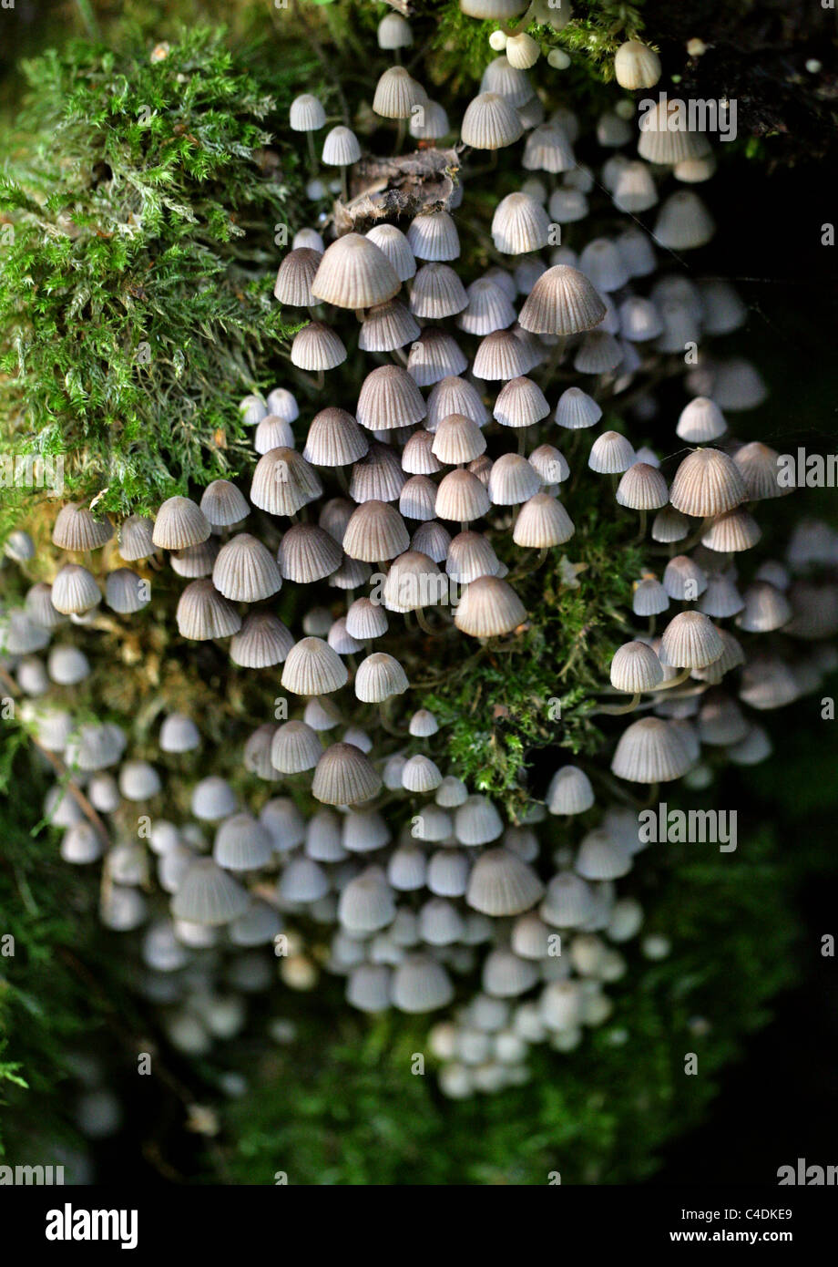 Fairy Inkcap Fungus, Coprinellus disseminatus (Previously Coprinus ...