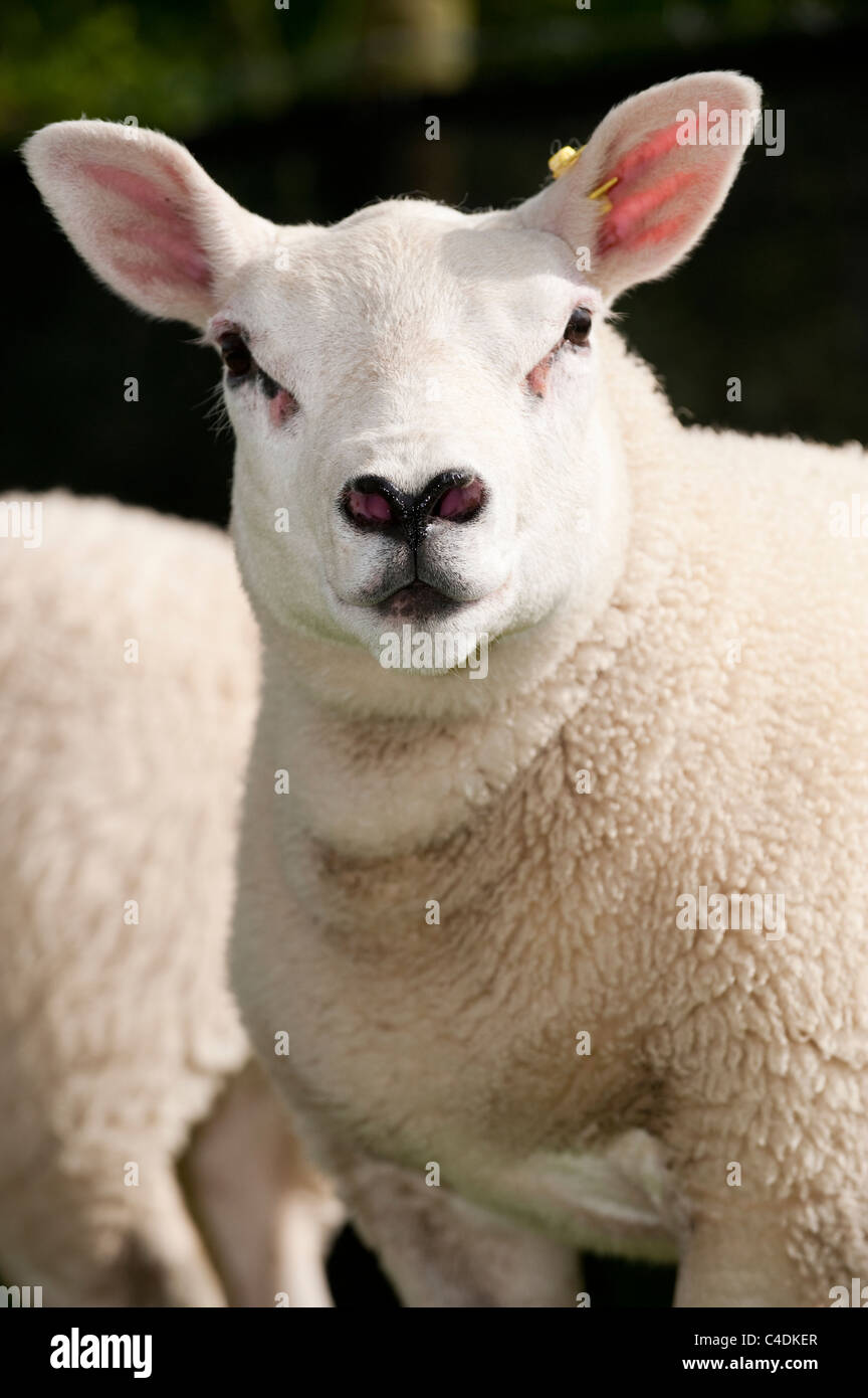 Gimmer sheep hi-res stock photography and images - Alamy