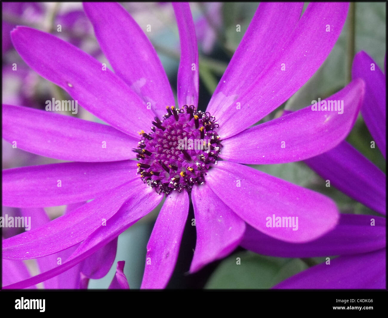 Blue eyed daisy hi-res stock photography and images - Alamy
