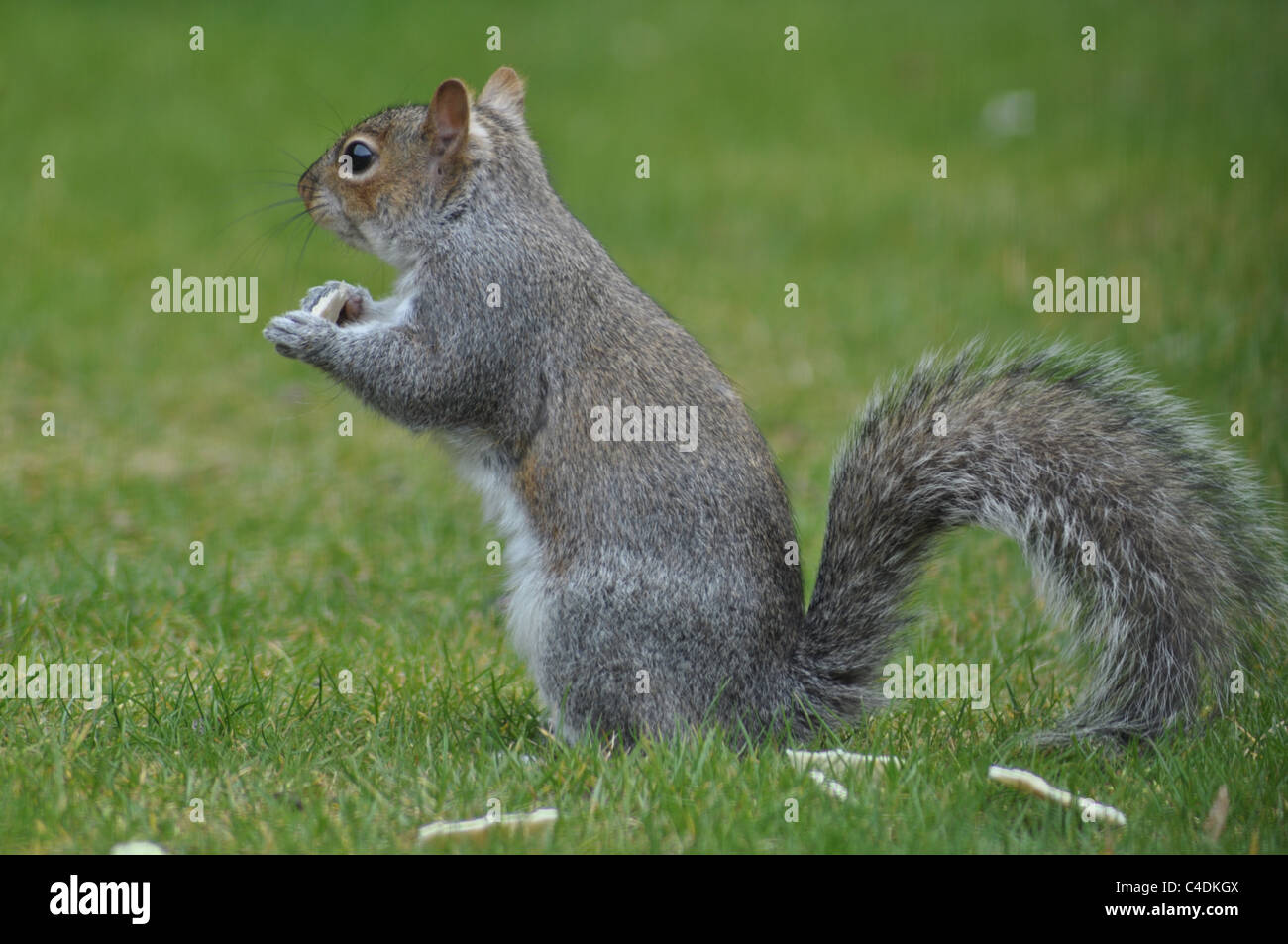 Squirrel standing hi-res stock photography and images - Alamy