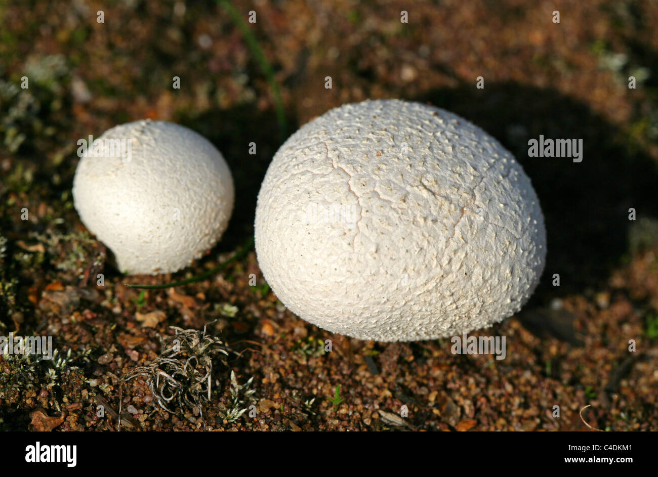 Mosaic Puffball, Lycoperdon utriforme (Syn. Hankea utriformis, Calvatia ...