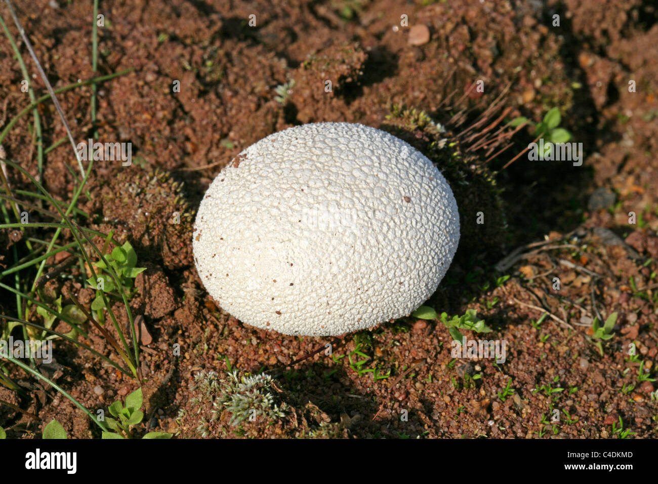Mosaic Puffball, Lycoperdon utriforme (Syn. Hankea utriformis, Calvatia ...