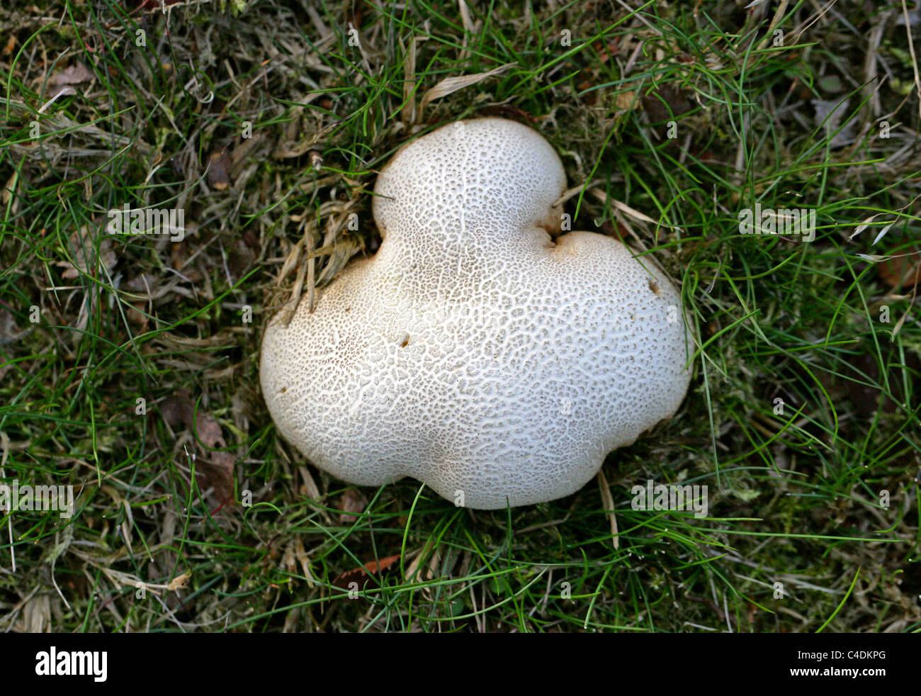 Scaly Earth Ball Fungus, Scleroderma verrucosum, Sclerodermataceae ...