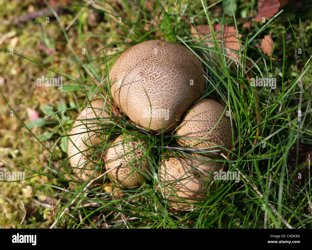 Scaly Earth Ball Fungus, Scleroderma verrucosum, Sclerodermataceae ...