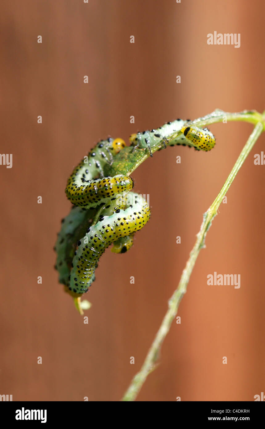 Rose Sawfly Larvae, Arge pagana, Argidae, Symphyta, Hymenoptera, on a ...