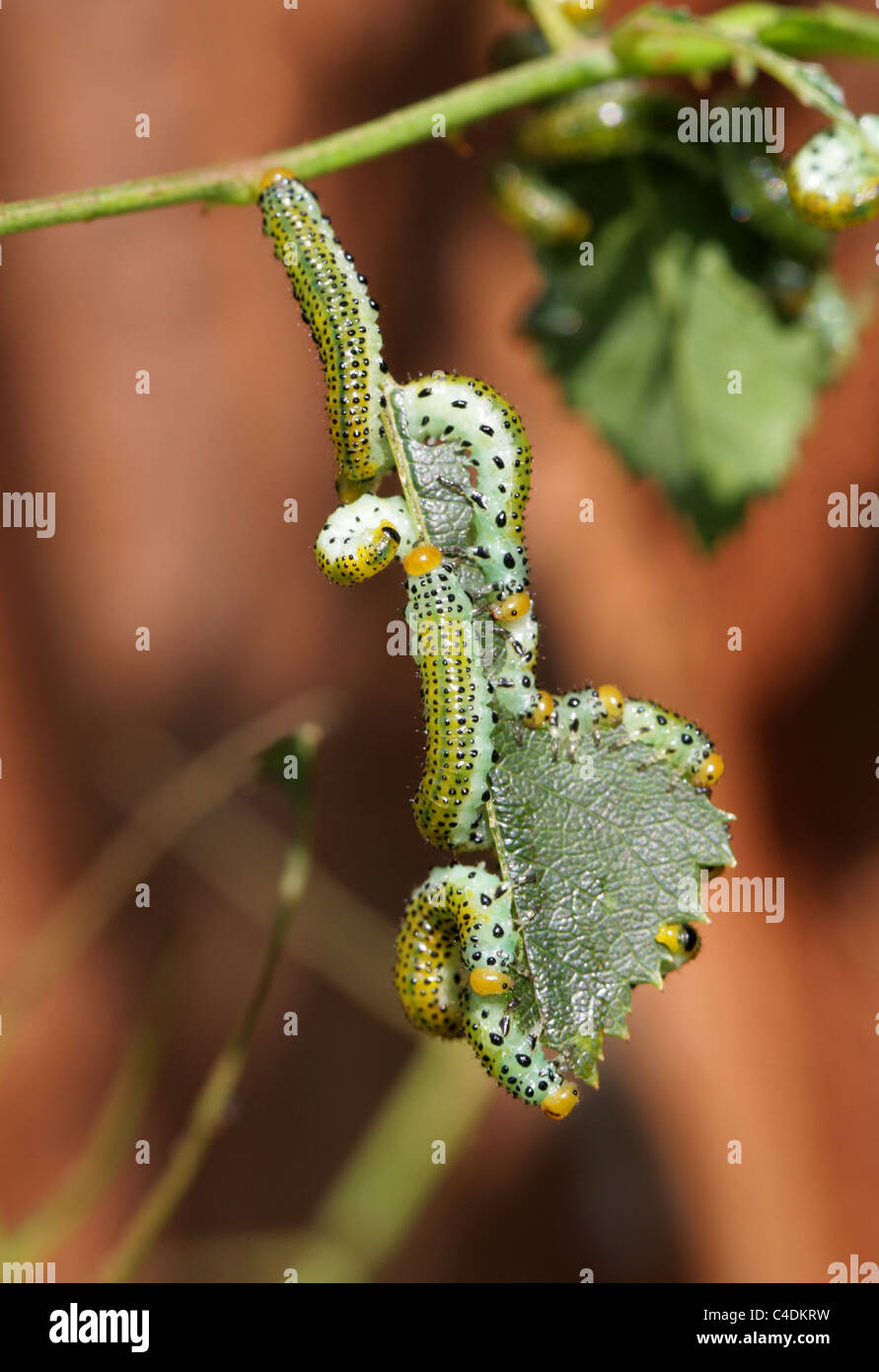 Rose Sawfly Larvae, Arge pagana, Argidae, Symphyta, Hymenoptera, on a ...