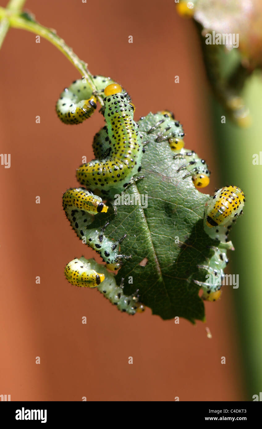 Rose Sawfly Larvae, Arge pagana, Argidae, Symphyta, Hymenoptera, on a ...