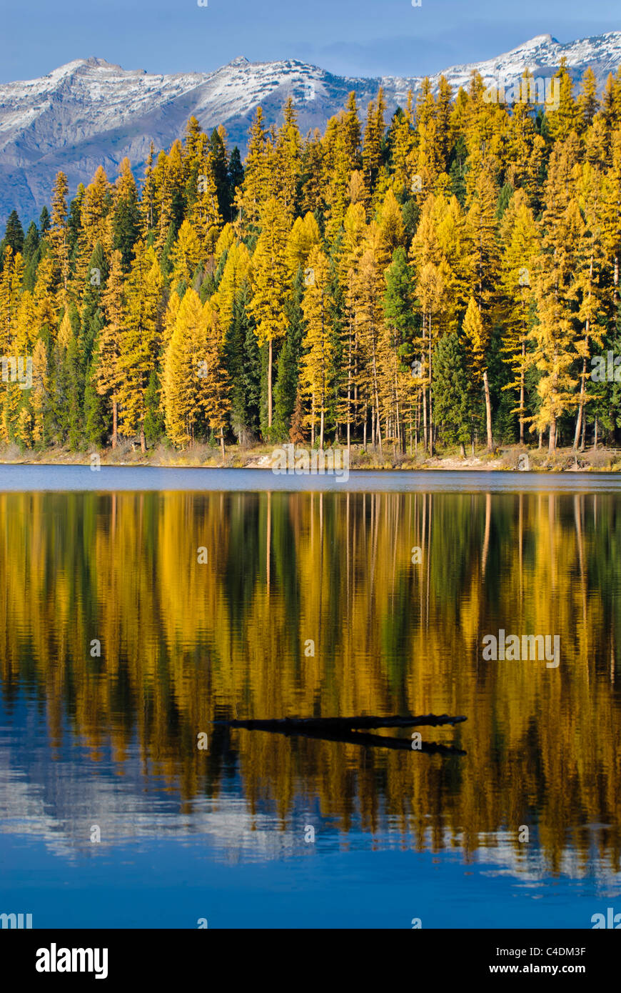 Fall color in the Western larch along the shoreline of Lake Alva in the ...