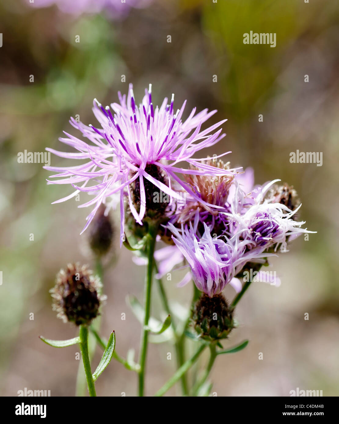 Spotted Knapweed High Resolution Stock Photography and Images - Alamy