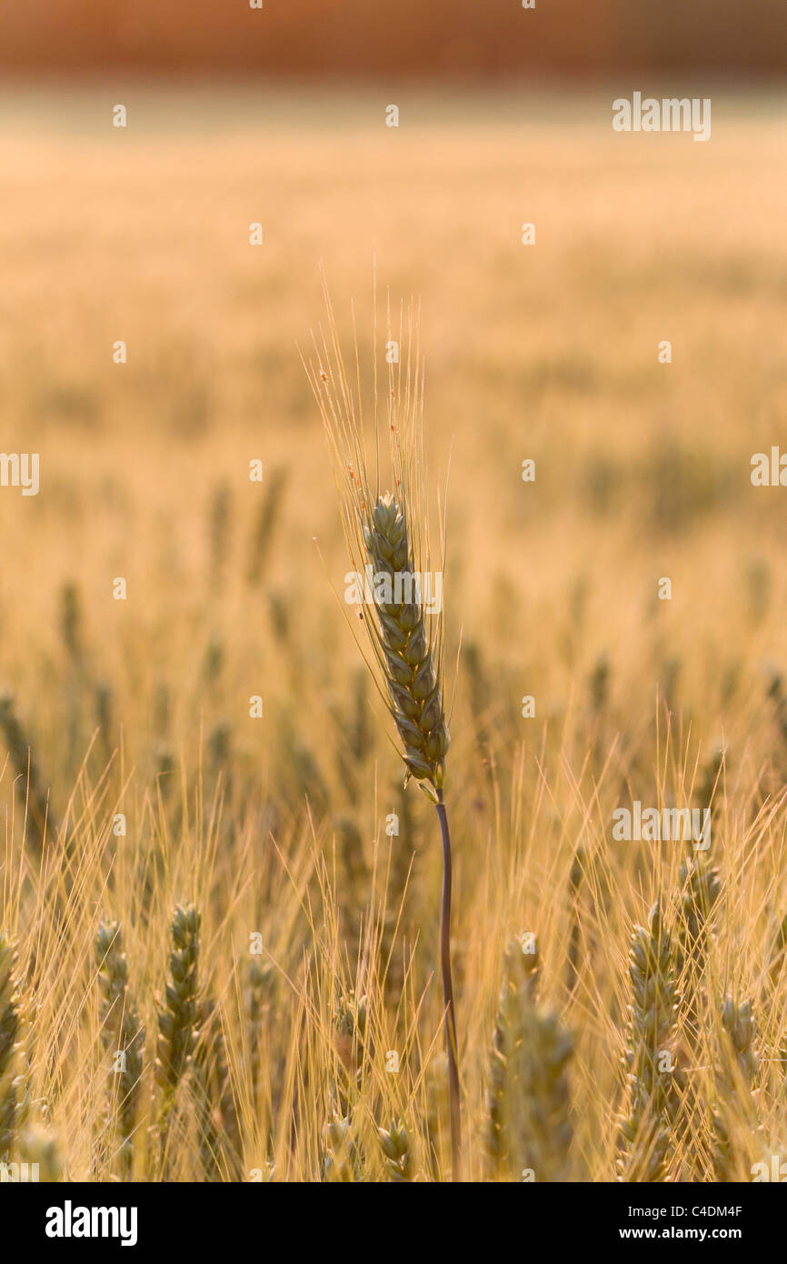 The field of wheat Stock Photo - Alamy
