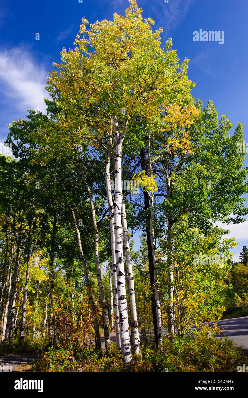 Fall foliage aspens populus hi-res stock photography and images - Alamy
