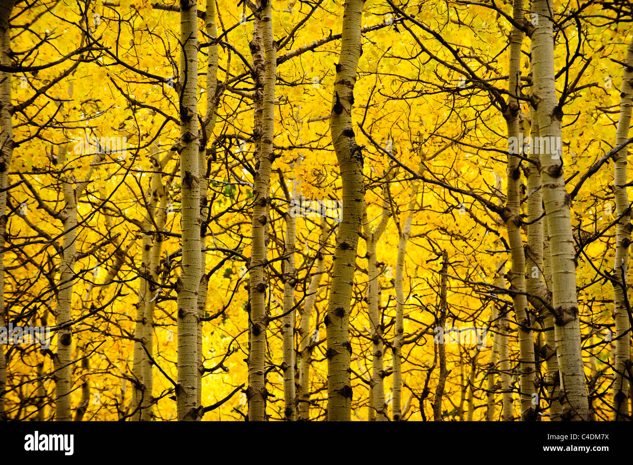 Quaking aspens in brilliant fall color in the Barrier Lake Day Use Area ...