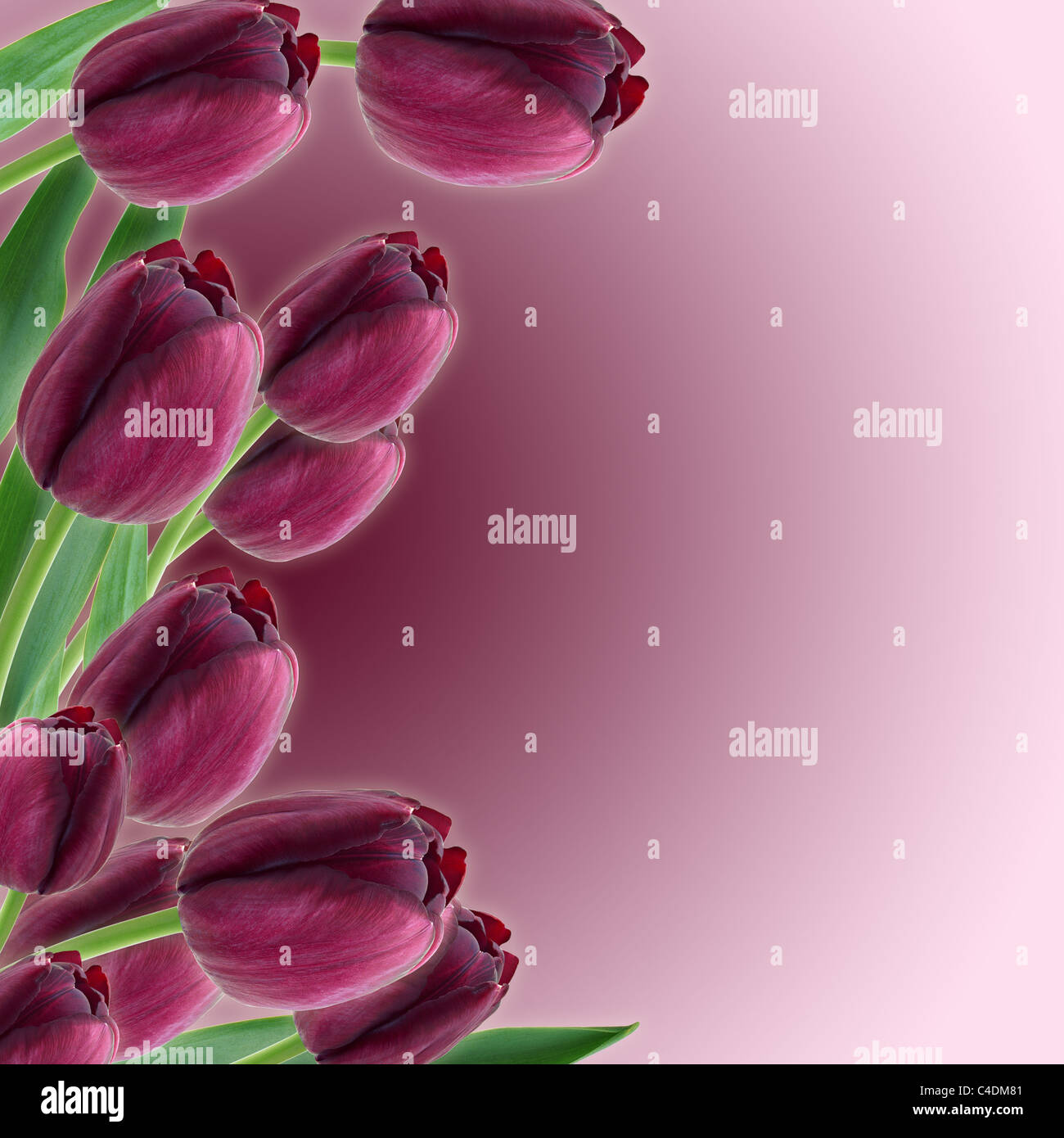 Tulips Spring border design Stock Photo - Alamy