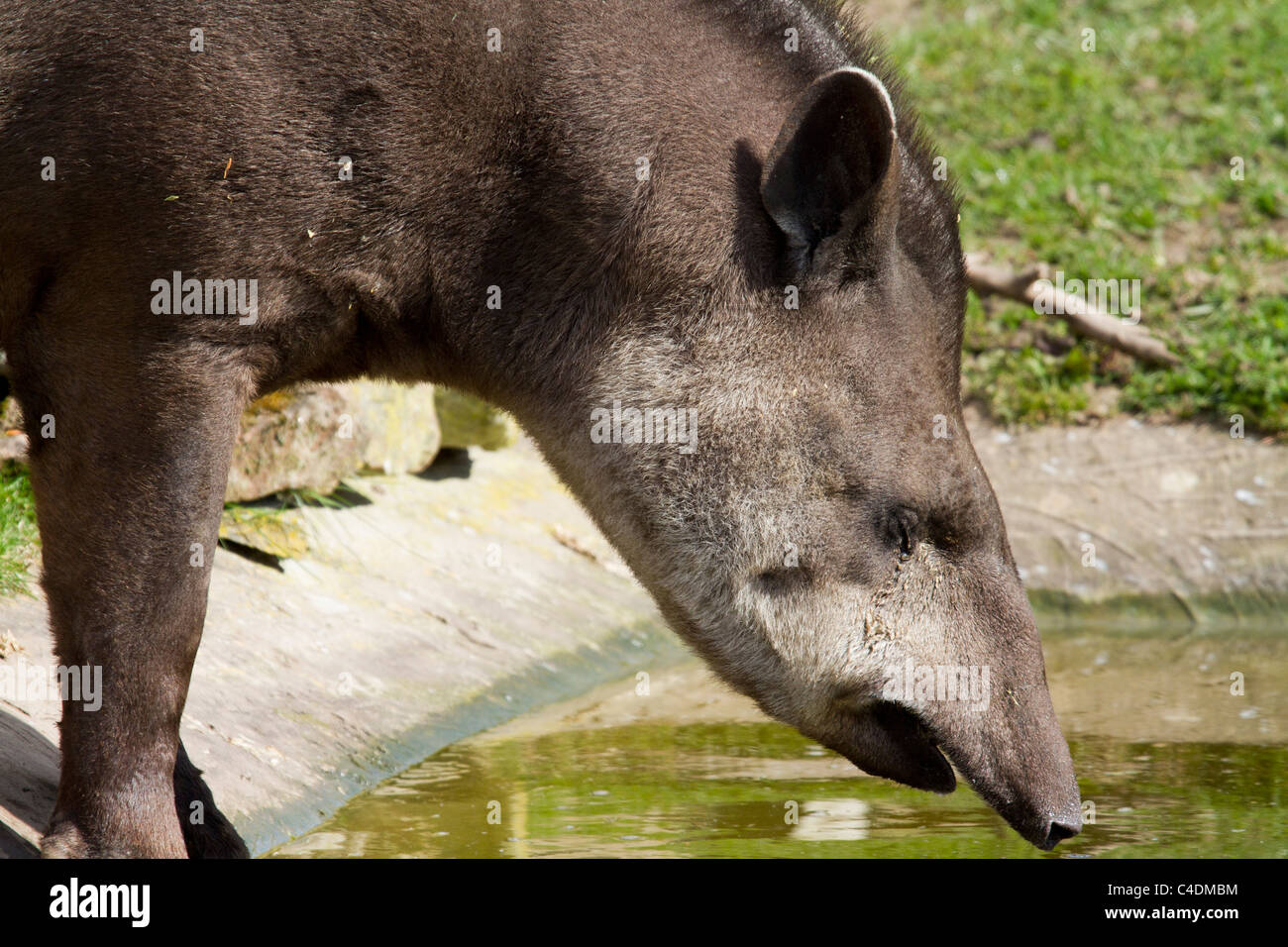 South america rainforest tapir hi-res stock photography and images - Alamy