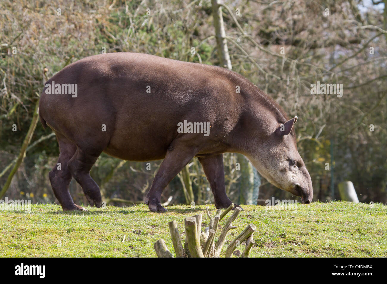 South america rainforest tapir hi-res stock photography and images - Alamy