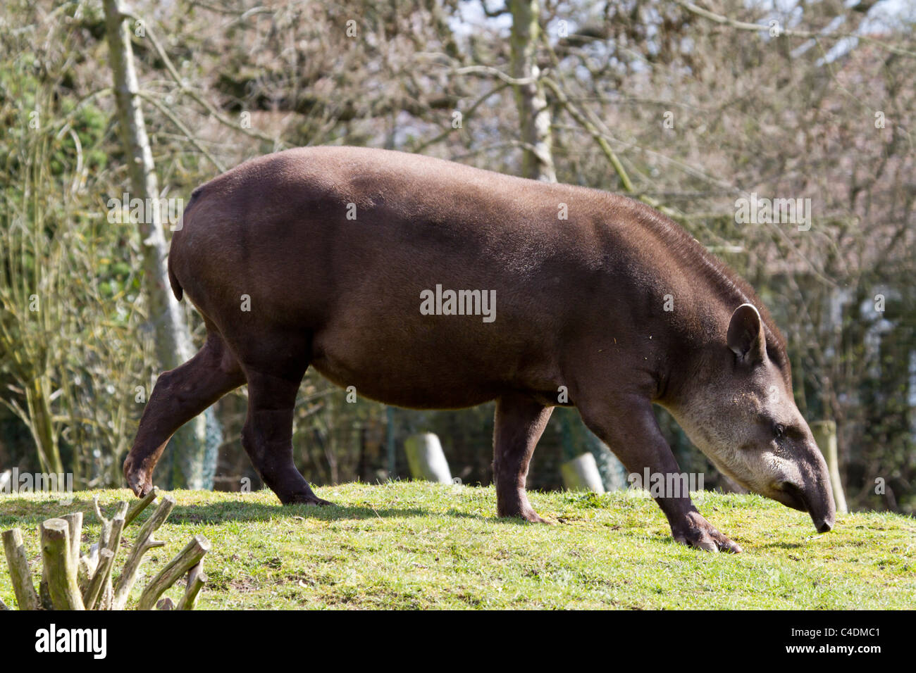 South american tapir in nature hi-res stock photography and images - Alamy