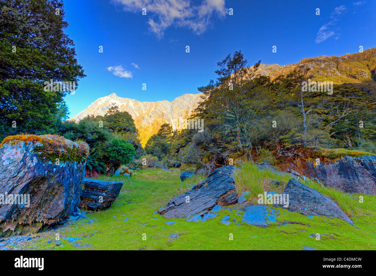 Moss rocks trees hi-res stock photography and images - Alamy