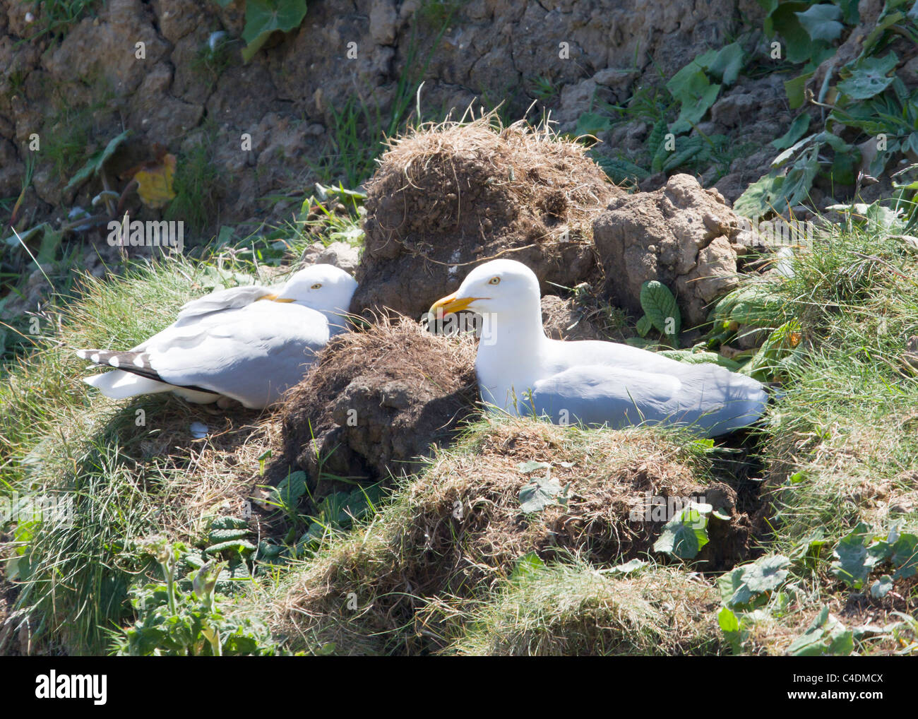 Herring Gulls nesting on a cliff face Stock Photo - Alamy