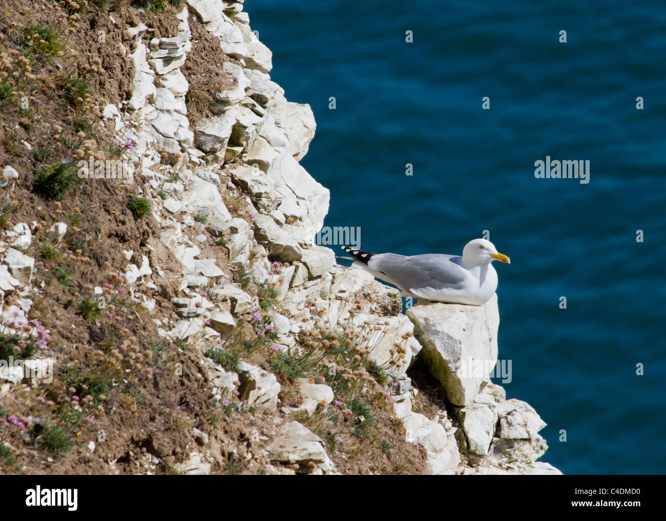 Herring Gulls nesting on a cliff face Stock Photo - Alamy