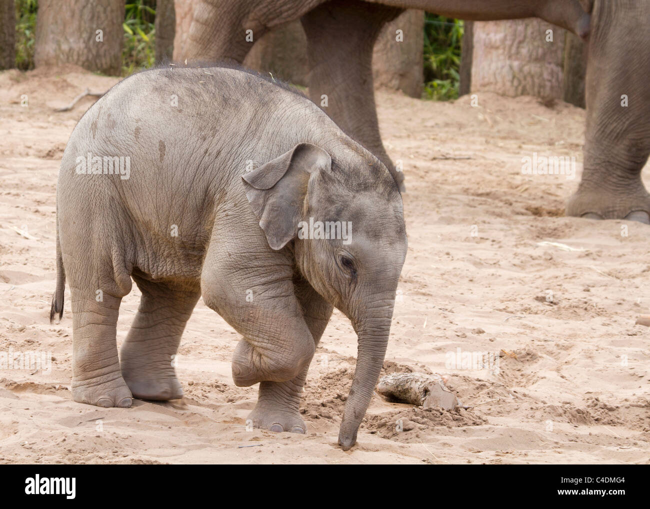 Elephant Baby walking near its mother closeup Stock Photo - Alamy