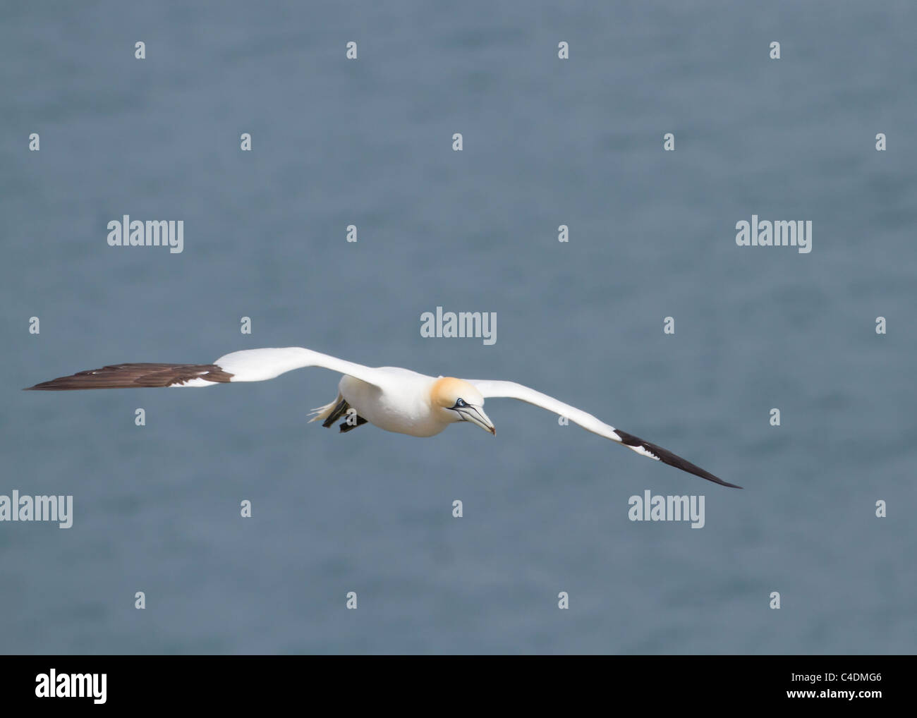 Gannet A Beautiful sea bird in flight Stock Photo - Alamy