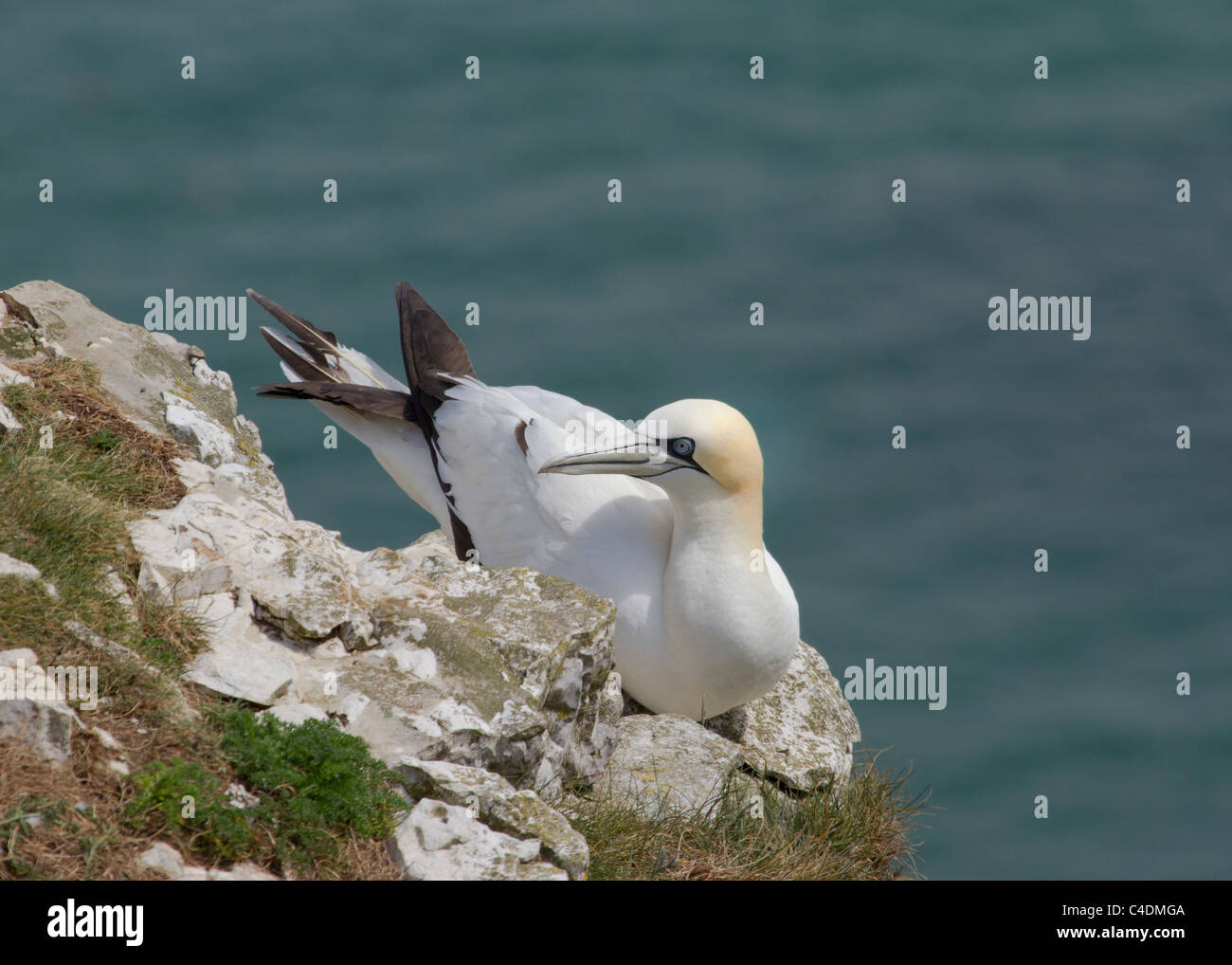 Gannet A Beautiful sea bird in nesting Stock Photo - Alamy