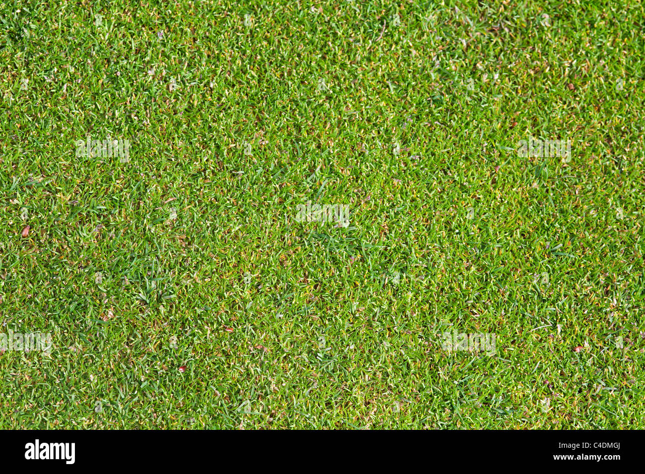 Grass Golf course Putting green Background closeup Stock Photo - Alamy