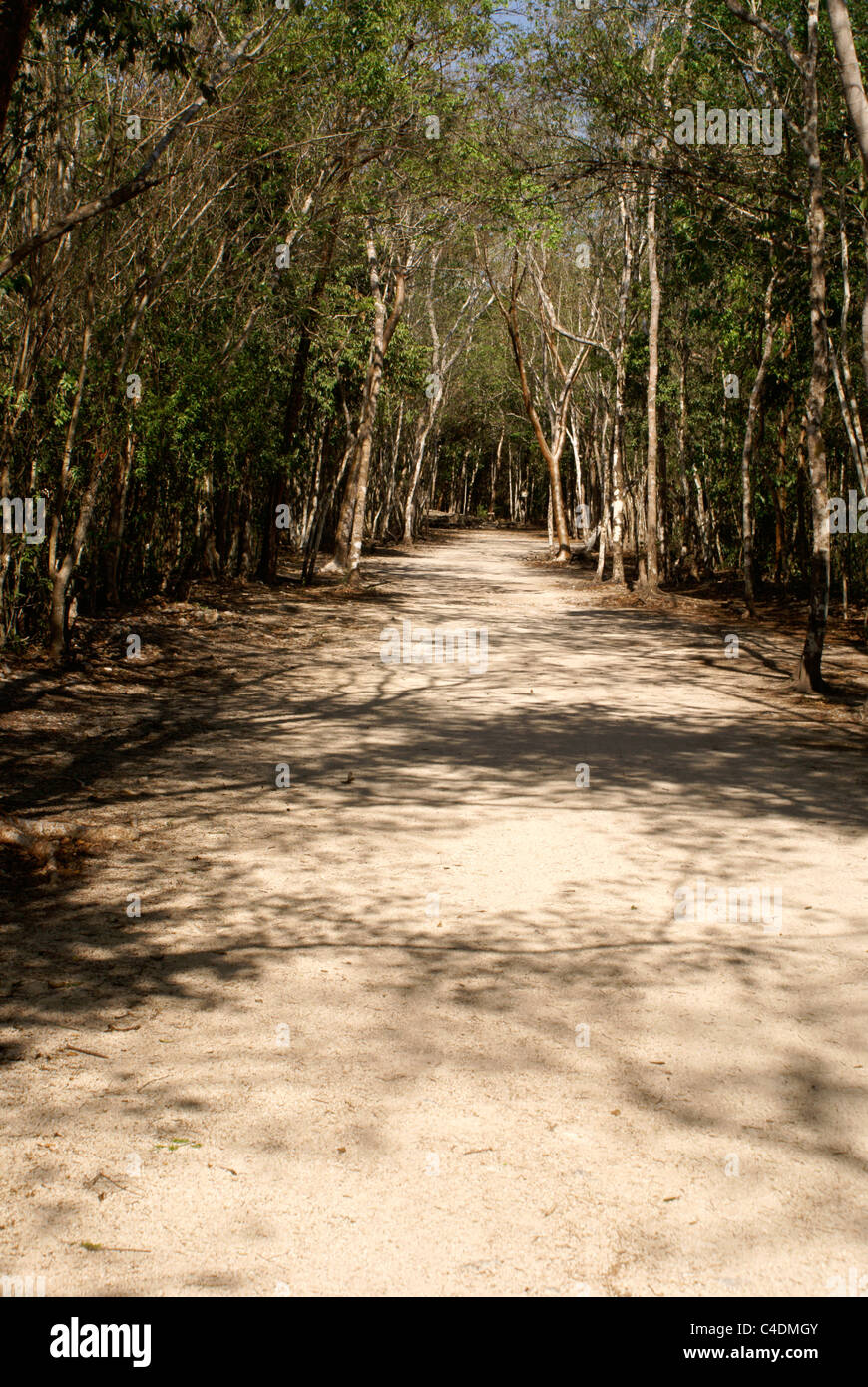 Ancient Mayan white limestone road or Sacbe at the Mayan ruins of Cobá ...