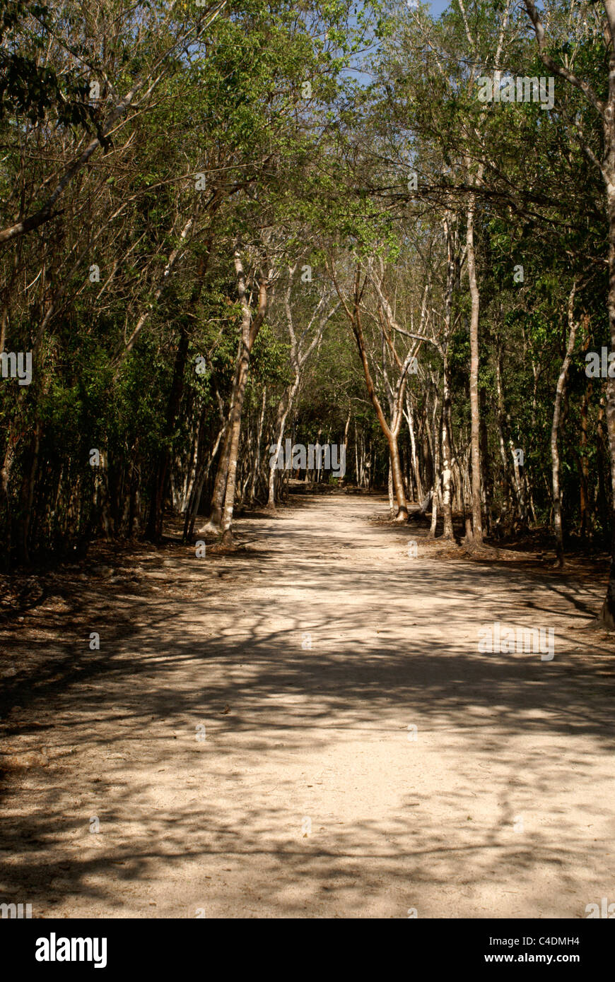 Ancient Mayan white limestone road or Sacbe at the Mayan ruins of Cobá ...