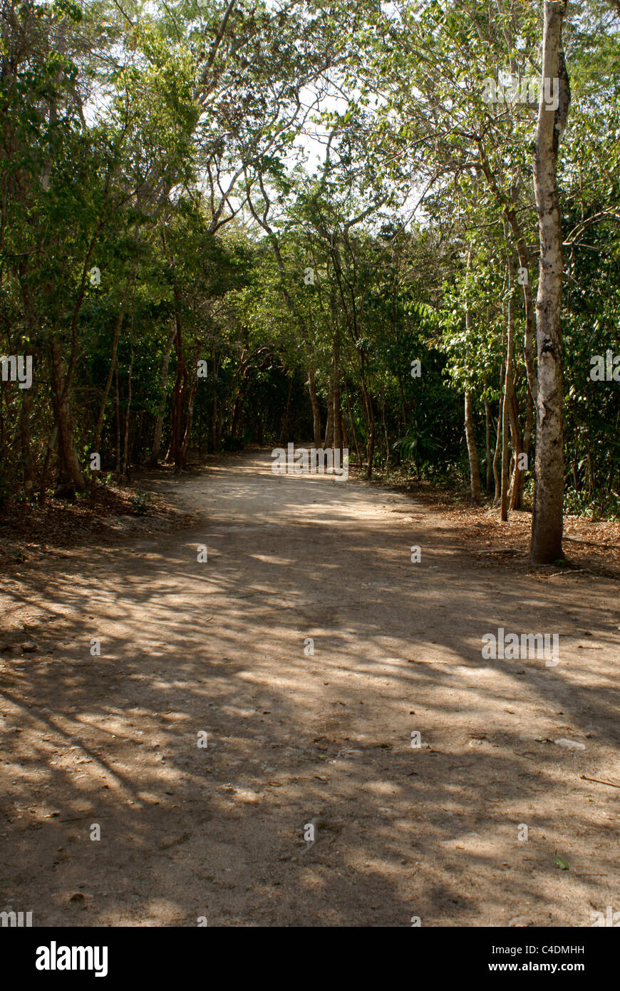 Ancient Mayan white limestone road or Sacbe at the Mayan ruins of Cobá ...