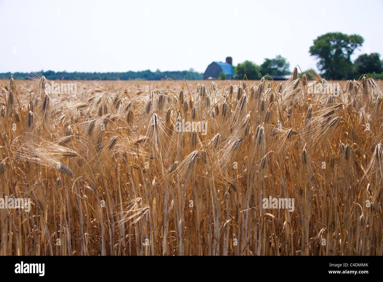 Barley barn hi-res stock photography and images - Alamy