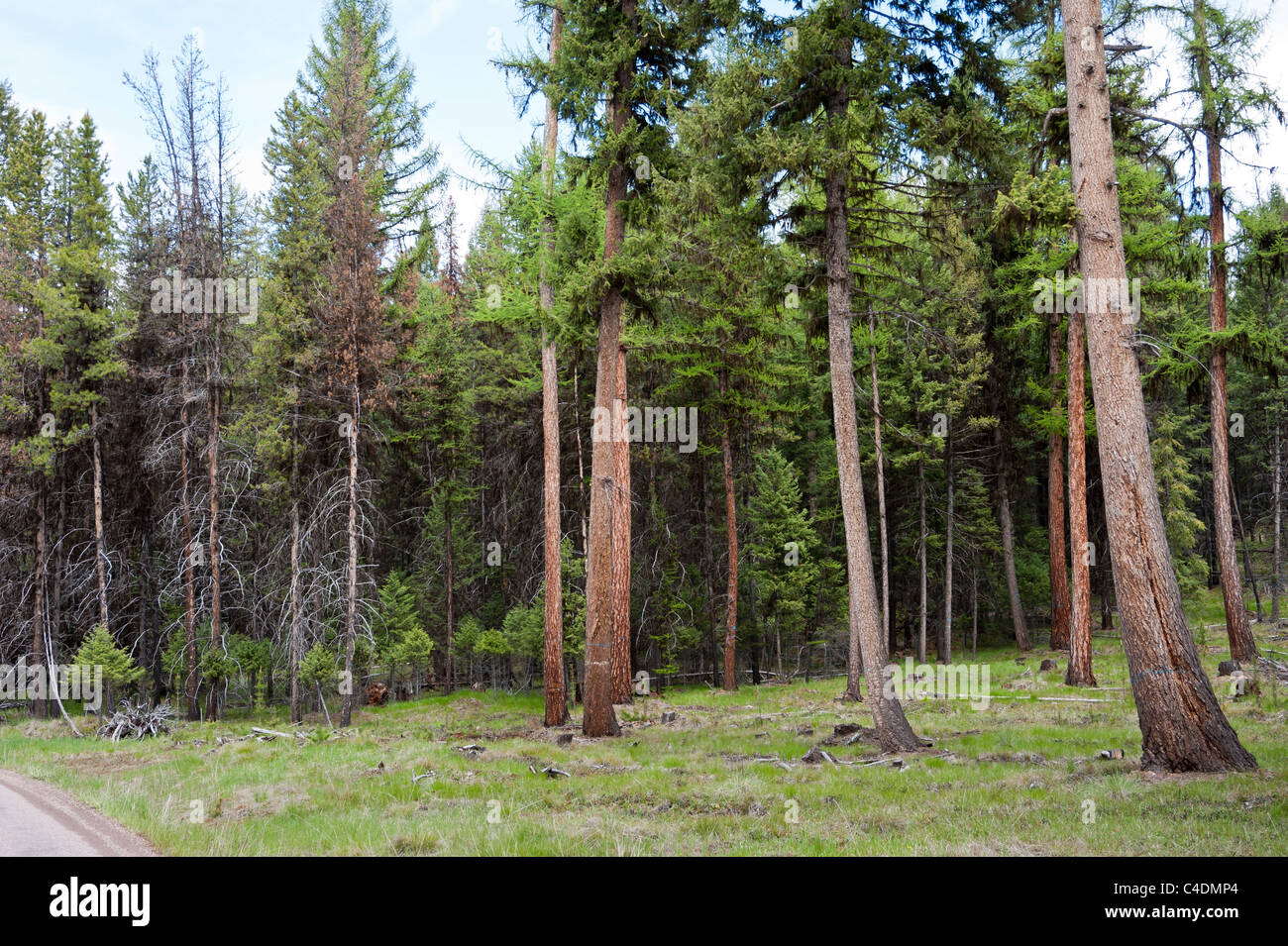 An example of a thinned forest next to an unhealthy unthinned area of ...