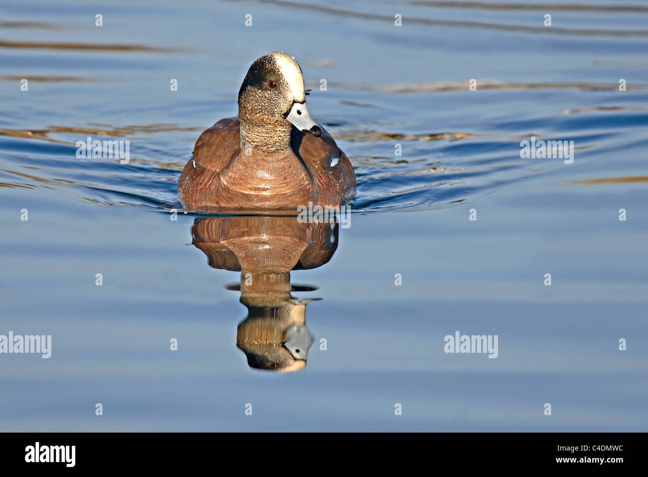 An American Wigeon drake and his reflection swimming in close Stock ...