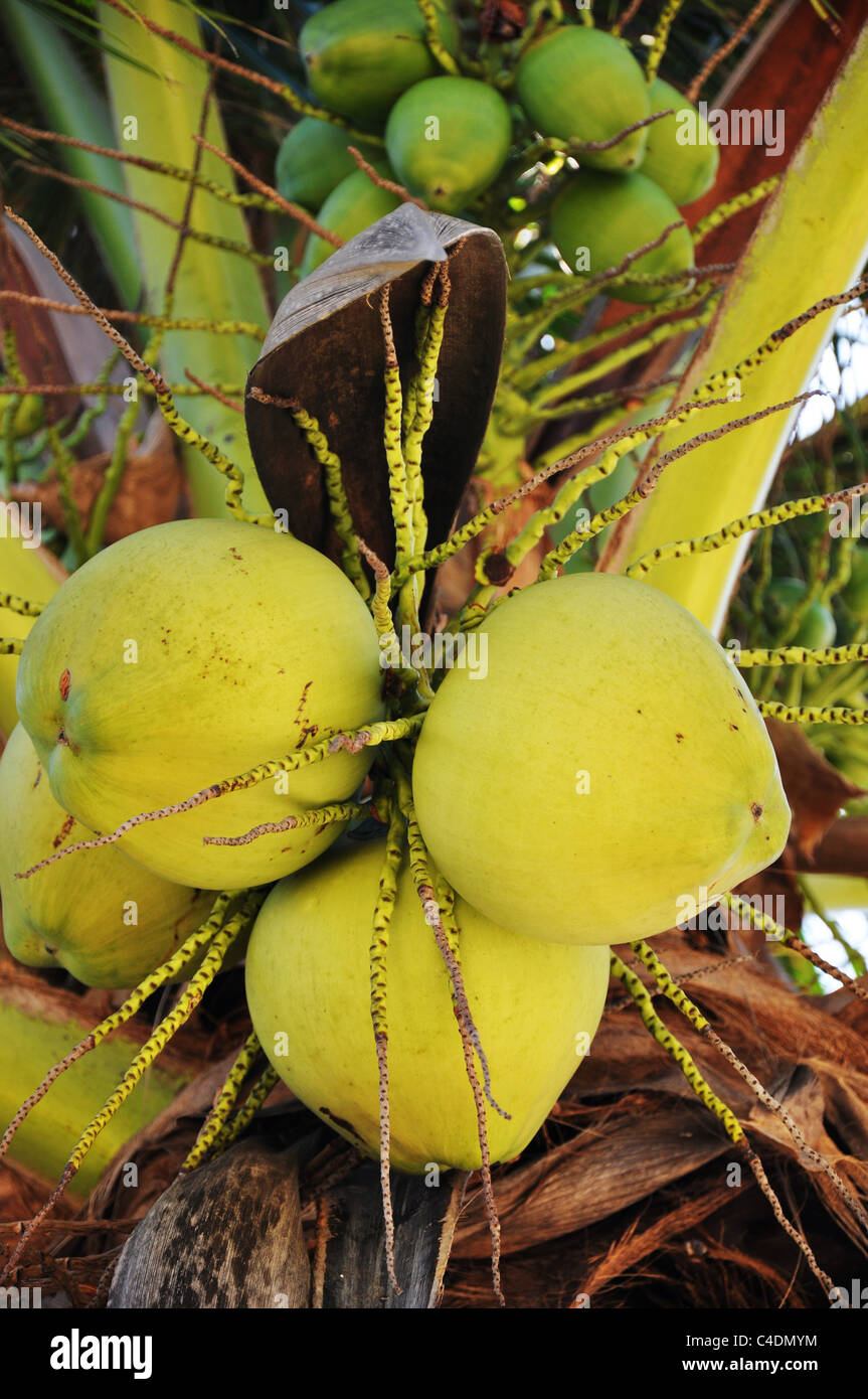 Branches of coconut leaves hi-res stock photography and images - Alamy
