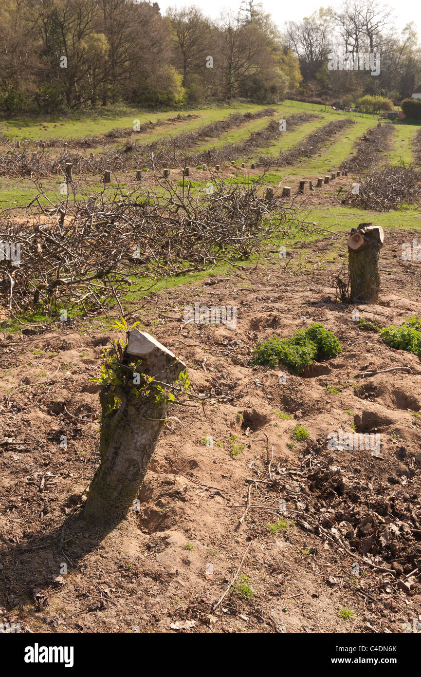 An apple orchard in the garden of England, destroyed cut back to be ...